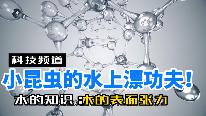 水的知识 科普 水的表面张力 水上漂 @科普