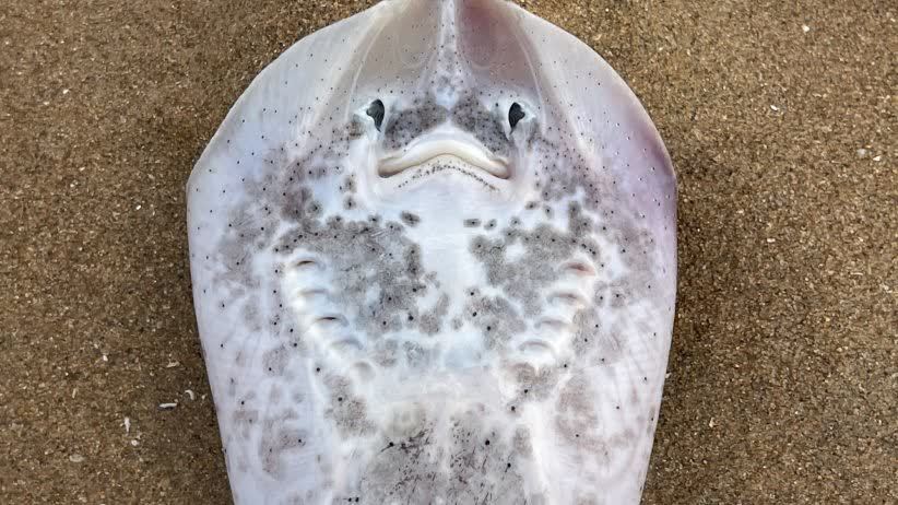 大海退潮后,大庆赶海发现一条尾巴带刺的笑脸鱼,还有迷你小墨鱼