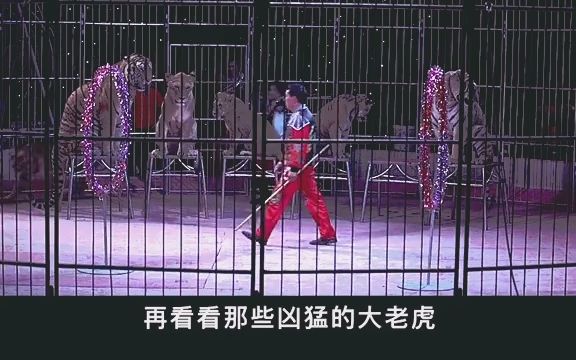拒绝动物表演,从你我做起 2