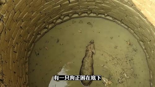 可怜的狗狗被困在井下,无助的它幸亏遇见了好心人的救助