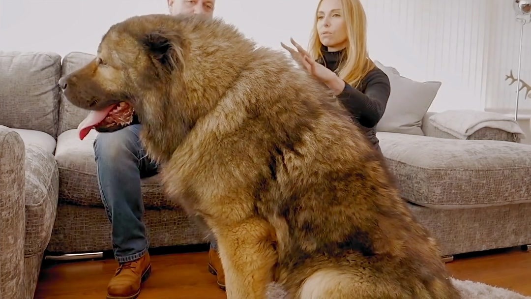 全球最凶猛的狗,6分钟干掉藏獒,竟然还可以当马骑!