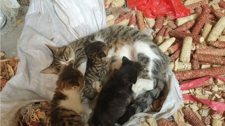 今天才注意到小猫踩奶是这样的!