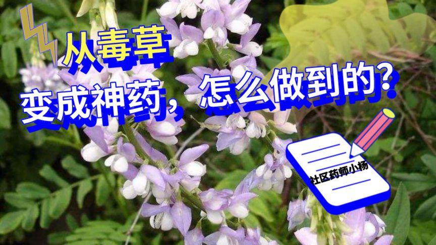 从毒草到神药,降糖药二甲双胍是怎么做到的?它经历了什么?