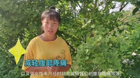 银杏叶这么用, 可以起到缓解疼痛的功效