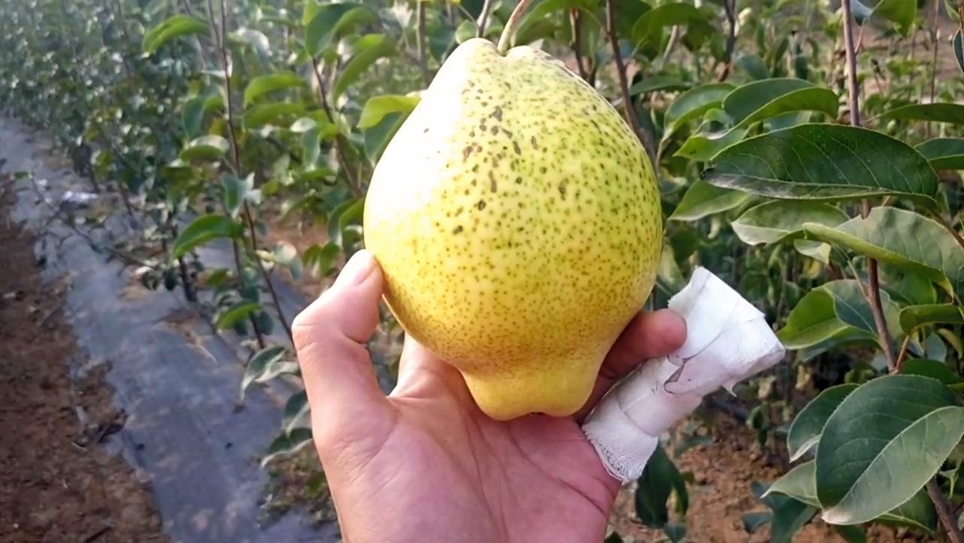 山农酥梨梨树苗第一次结果,大家看表现怎么样