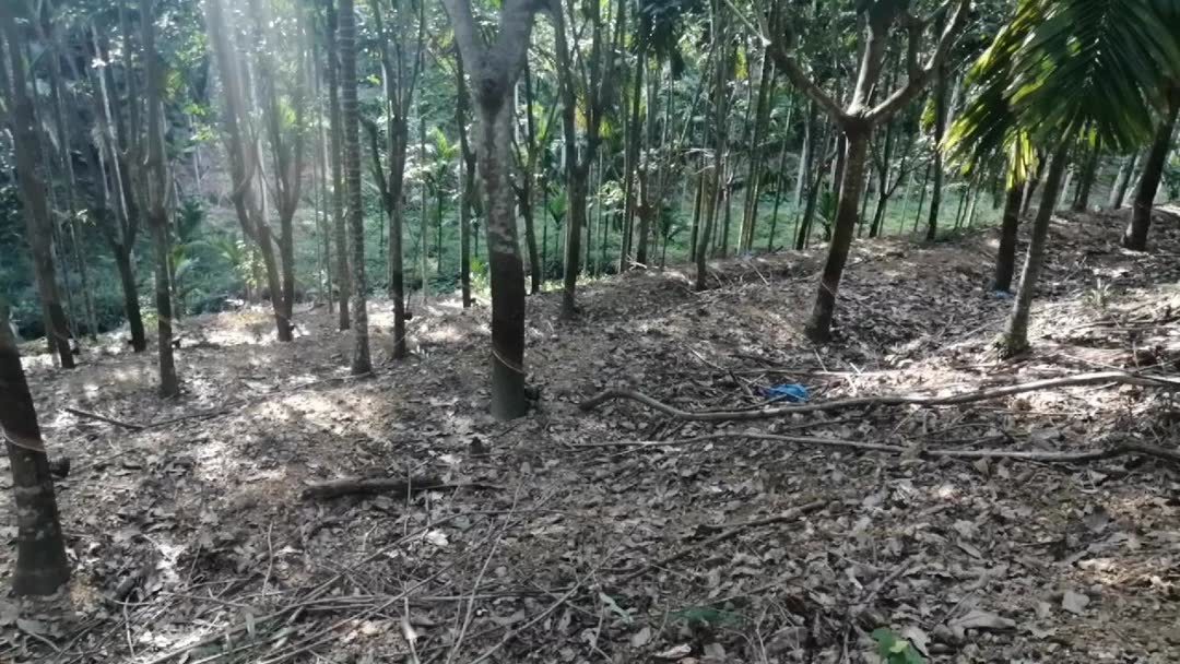 准备大干一场,大力发展林下种植。朋友们给点意见,应该种些啥?