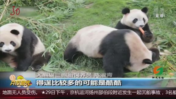 大熊猫三胞胎在广东满四周岁,快来看看他们的成长过程
