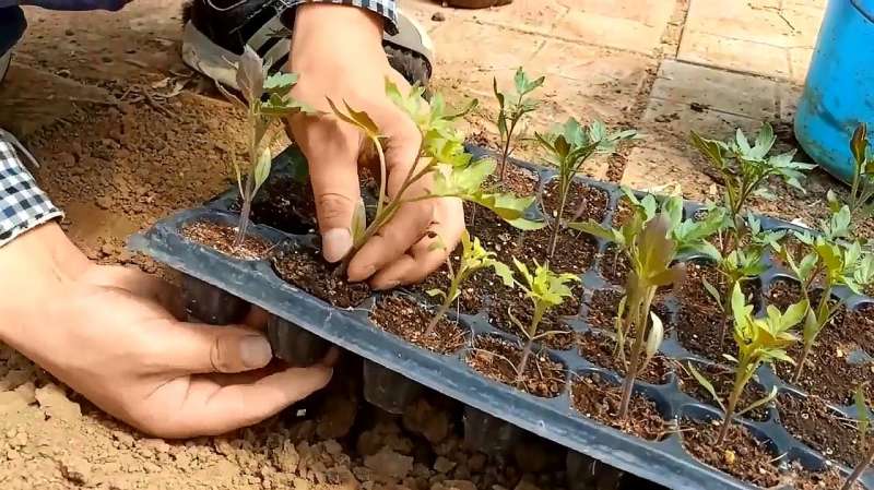 教你西红柿高产移栽技巧,简单实用,分享给大家