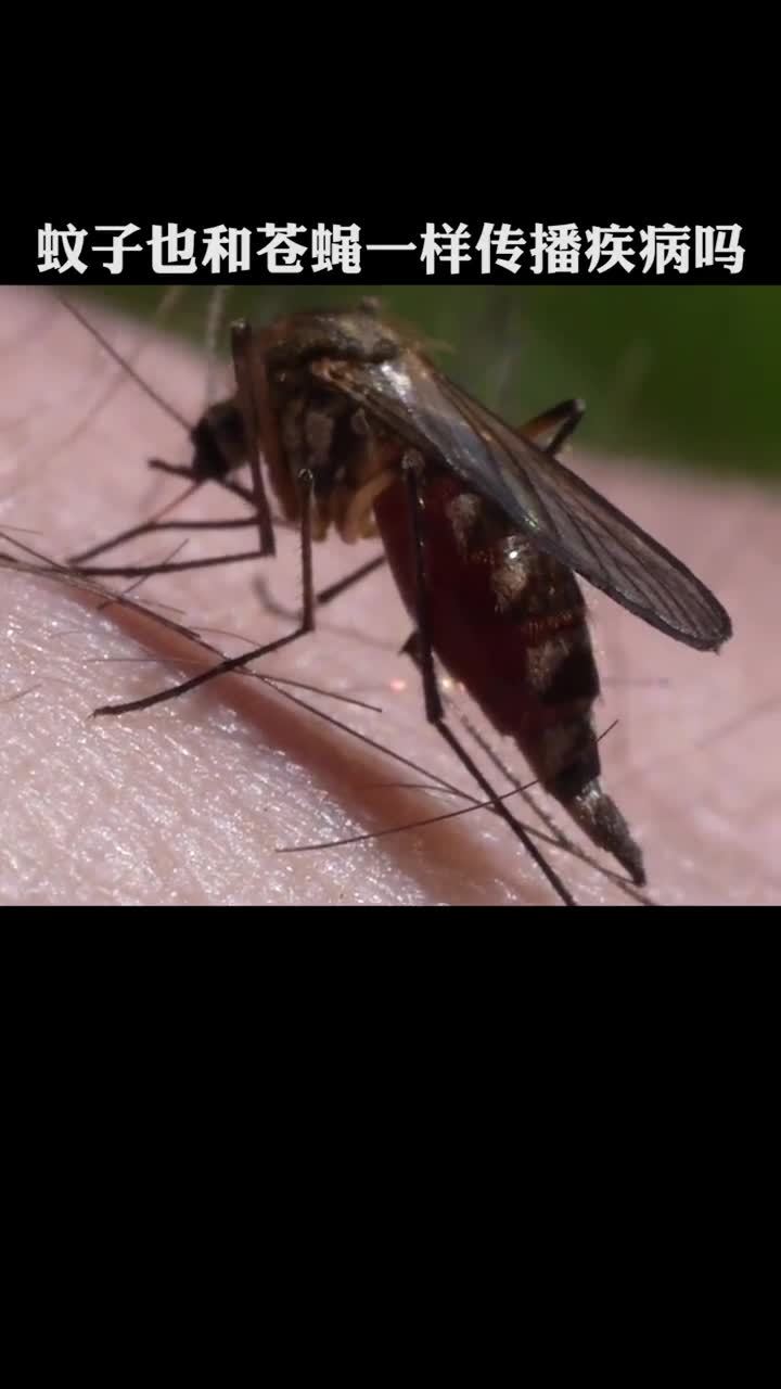 蚊子也和苍蝇一样传播疾病吗?