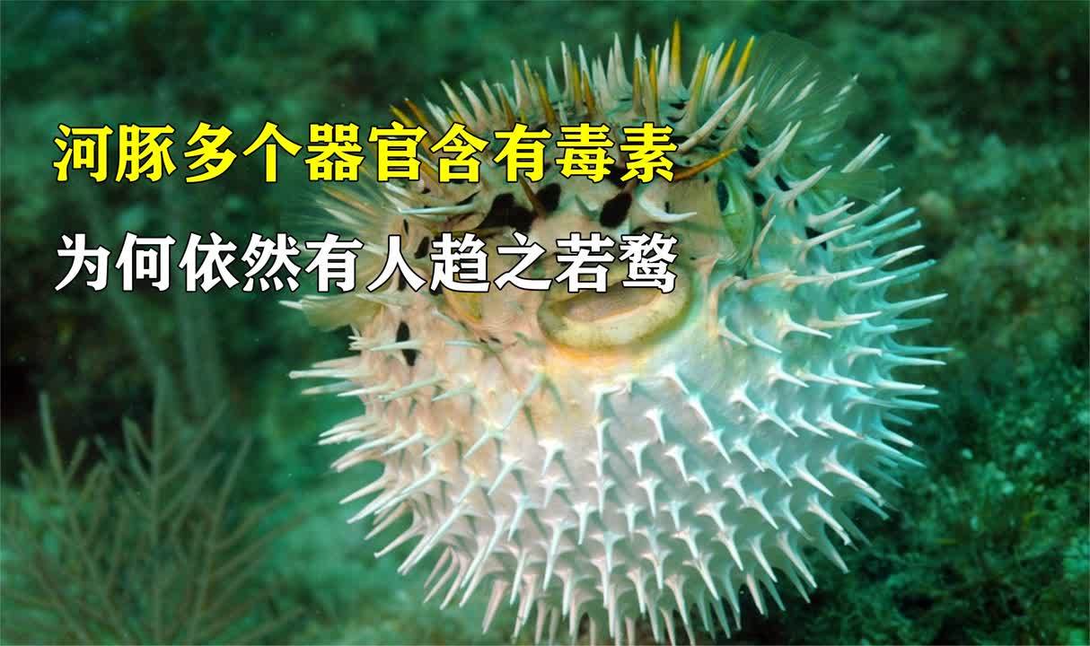 河豚毒素到底多厉害?不同的器官毒素量也不一样,毒素非常顽强