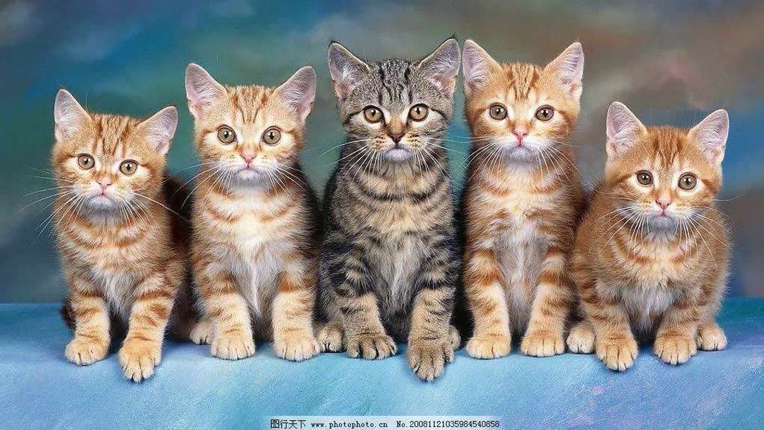 如何用纸板做一只猫的房子