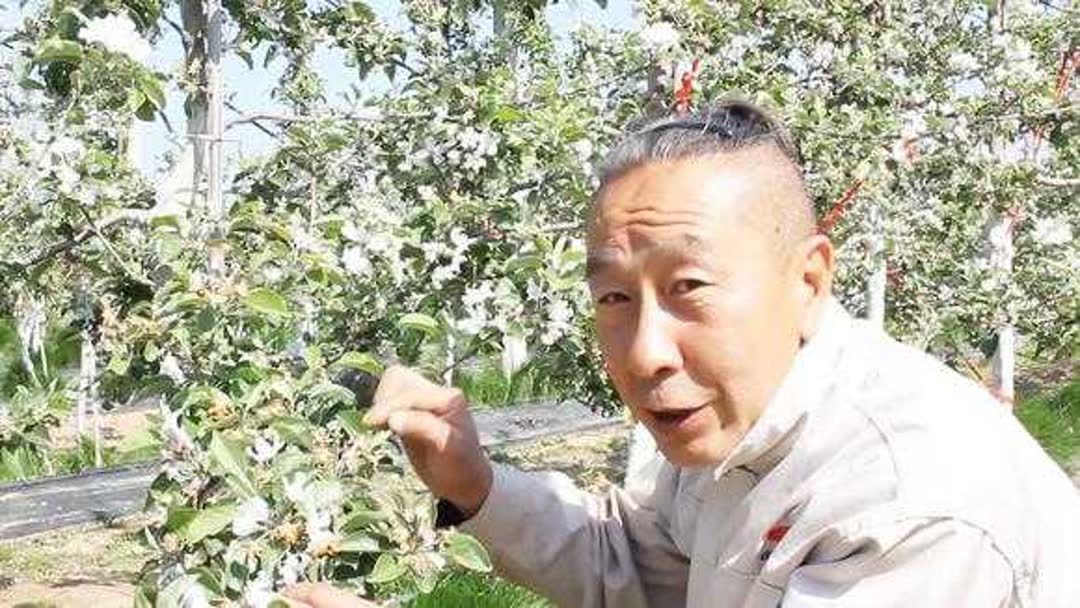 北京人在农村爱岗敬业,今天带你了解,苹果树开花到结果的过程