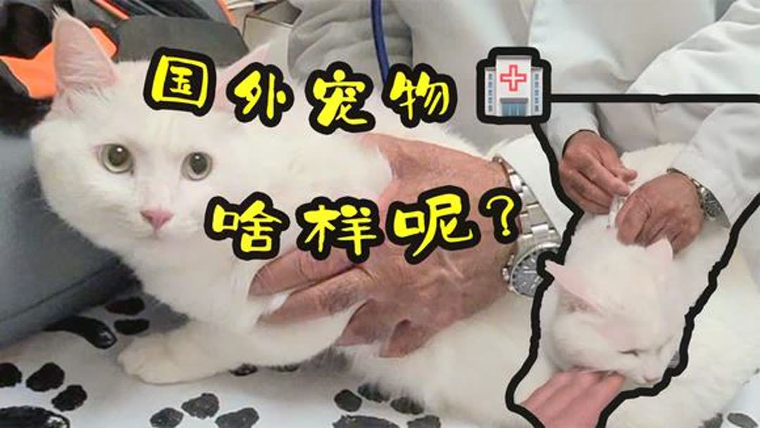 国外的宠物医院是什么样呢?