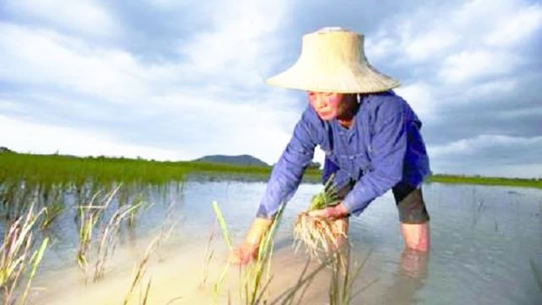 世界上最贵的大米,一年一产8400元一斤,就在中国!