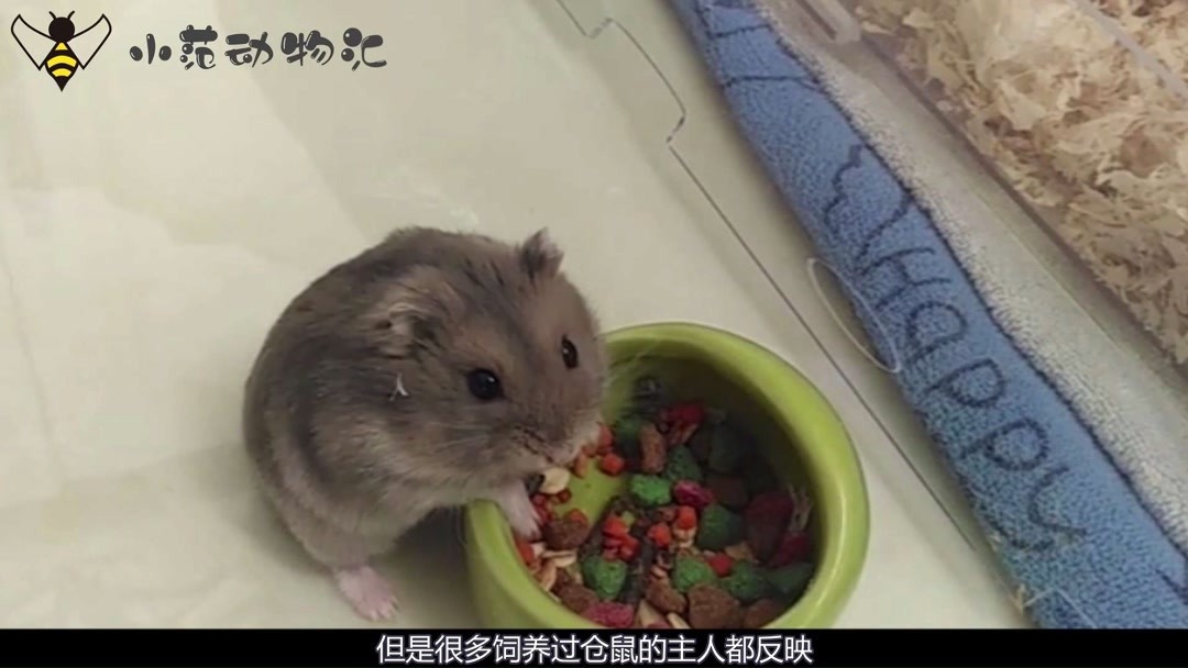 仓鼠有时候会出现咬人的现象,是什么原因呢?你们都了解吗?