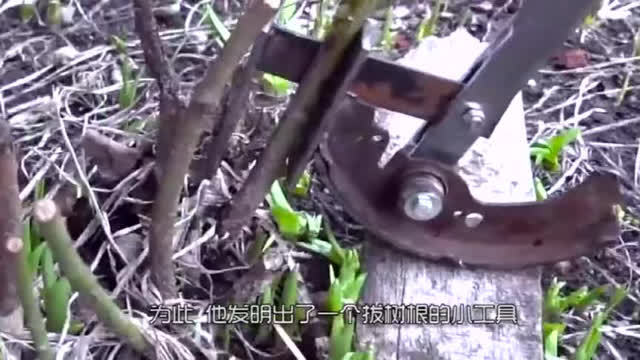 大叔自制“拔树根”工具,10秒拔一个根,30元就能造一把
