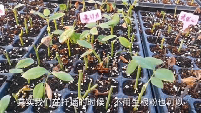 生根粉对扦插有没有用处看看这爆裂的愈伤组织,你就明白了
