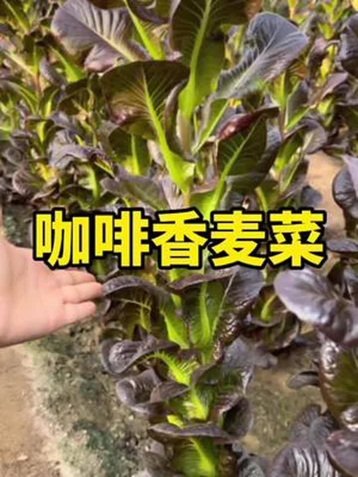 咖啡香麦菜,从来不着虫,号称菜园卫士,非常适合夏季家庭种植 种菜 咖