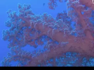 The World in 2015- The Great Barrier Reef-双语文件