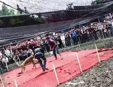 比特犬斗狗视频