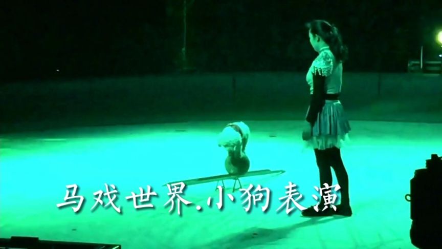 成都彭州:超萌小狗杂技表演,美女驯兽师,全场嗨起来