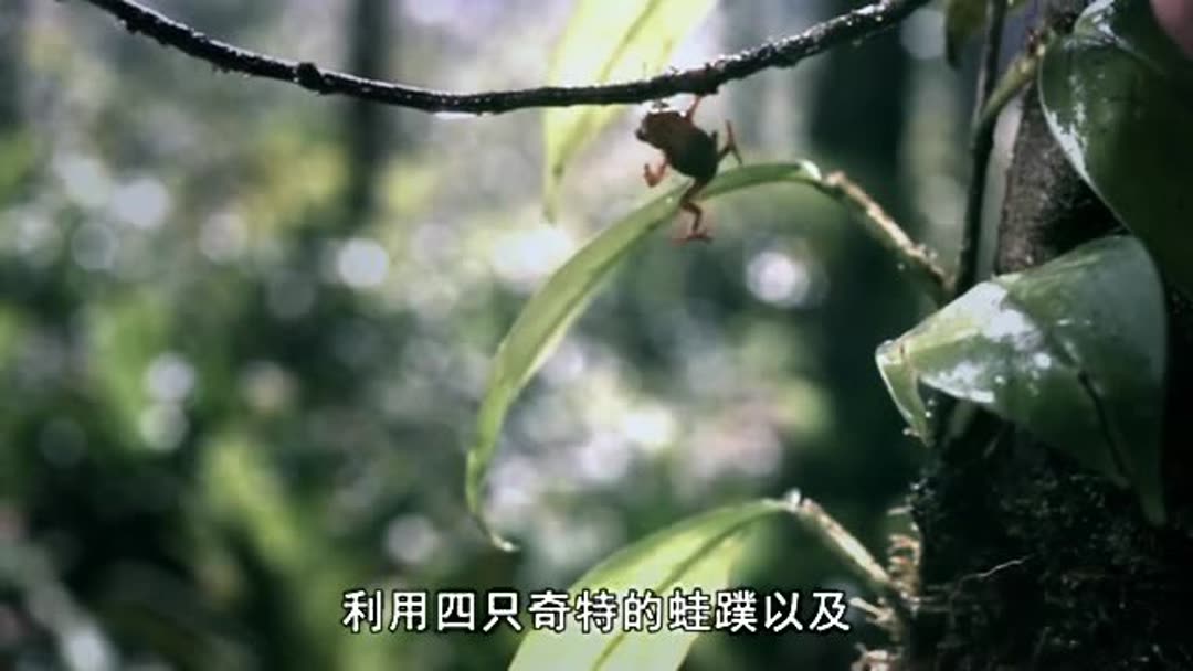 第2集:爬行类和两栖动物