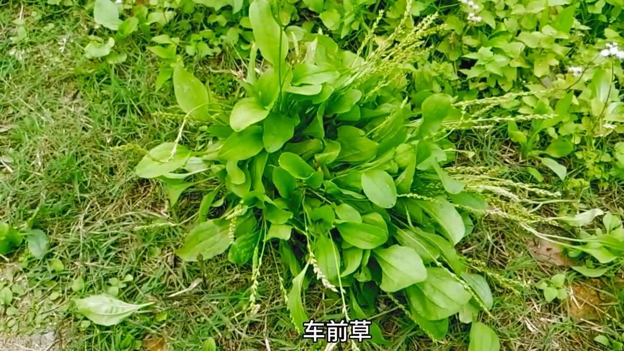 常见的车前草,它的功效很多,可惜很多人不知道,快来了解一下
