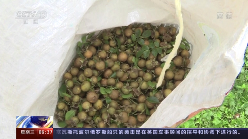 [朝闻天下]云南宣威 两万多亩刺梨迎来丰收