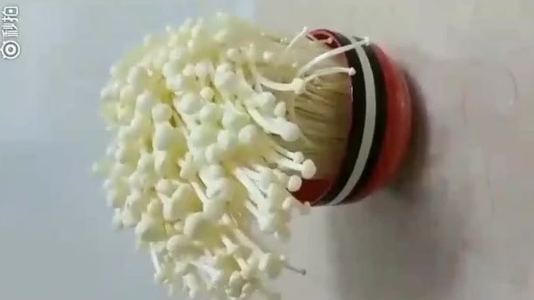 金针菇根部再生方法