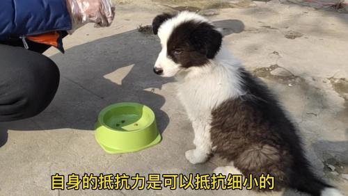 宠物狗容易得细小?告诉你4个注意事项,避免狗狗生病
