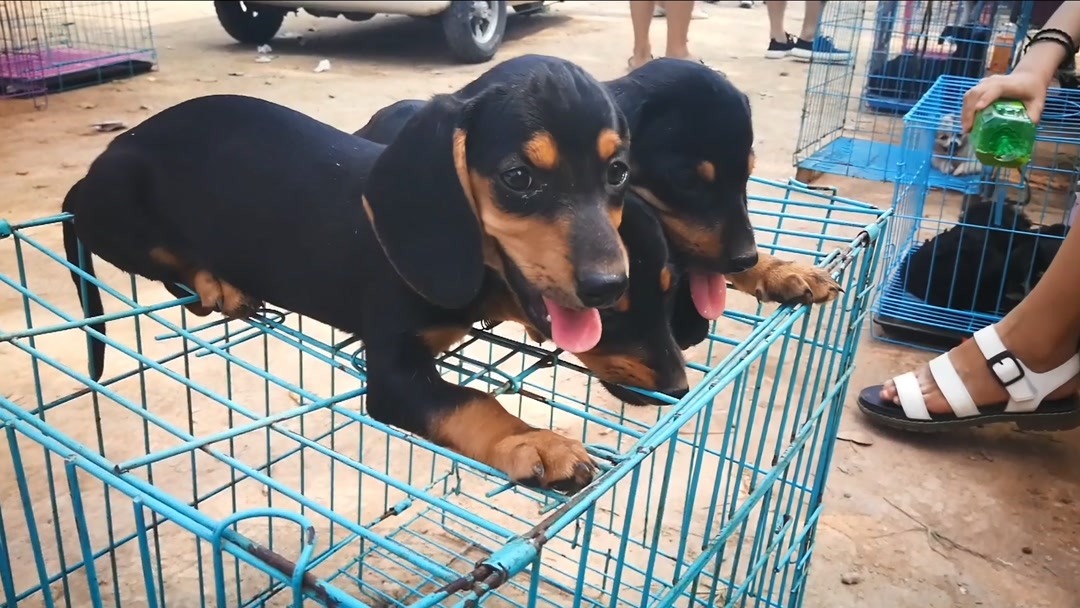 实拍河南农村狗市:这种宠物狗很少见,你知道是啥品种吗?