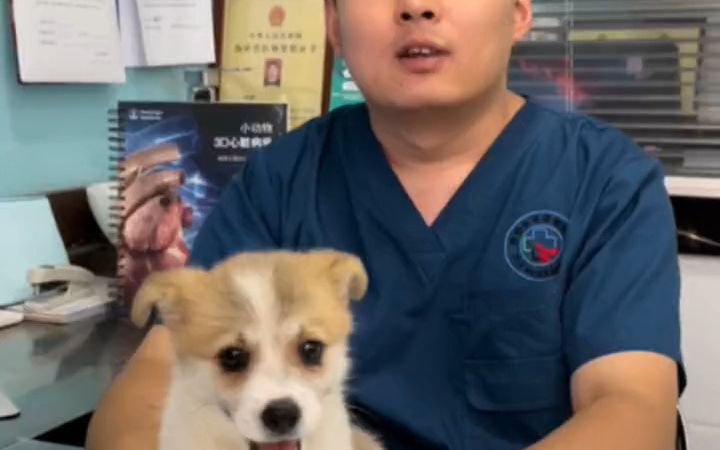 犬细小预防和治疗 犬细小 犬细小病毒