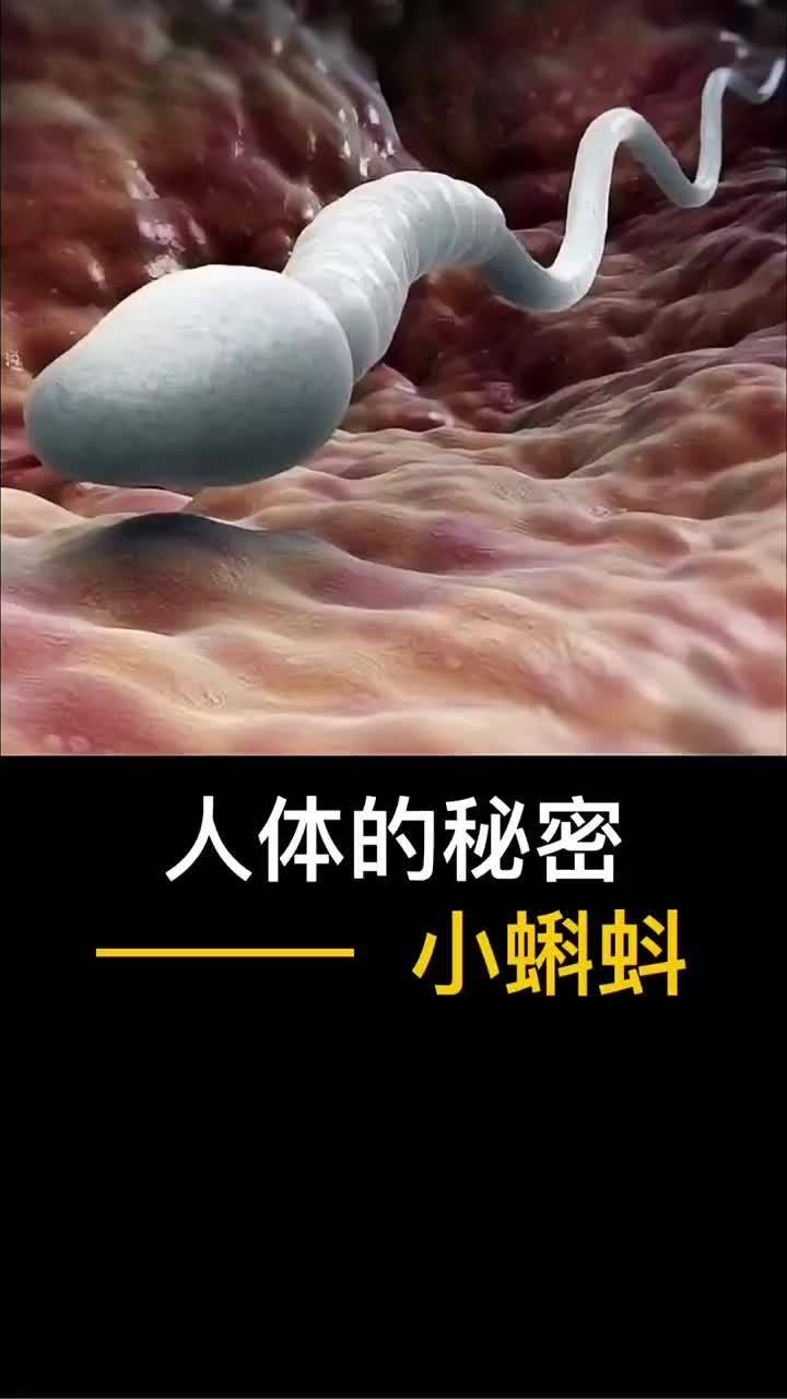 胎儿的形成以及分娩的全过程