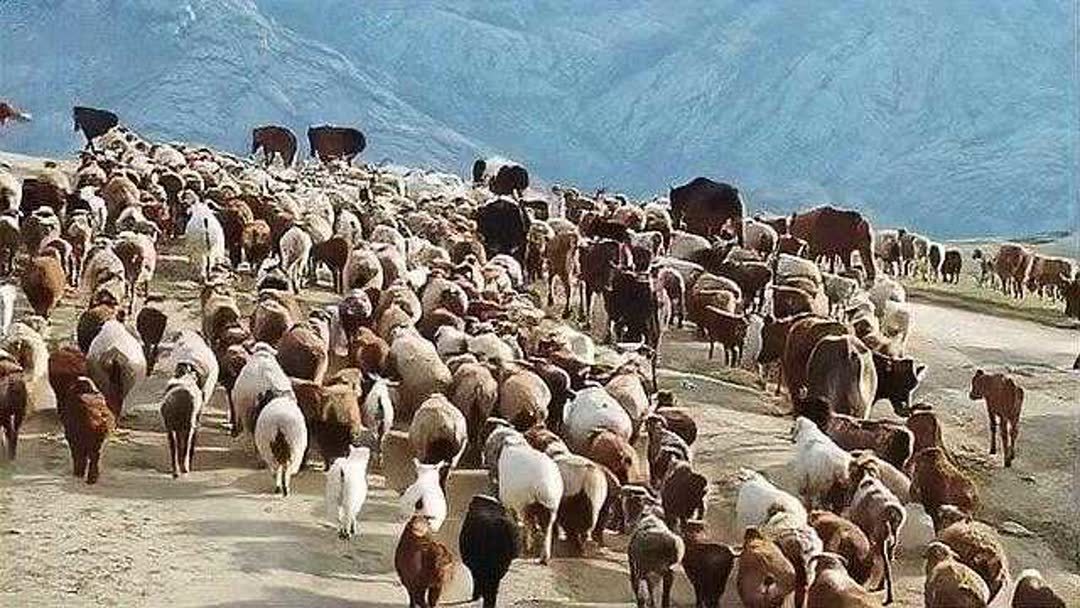 这部关于生物多样性的主题宣传片 每一帧都美!