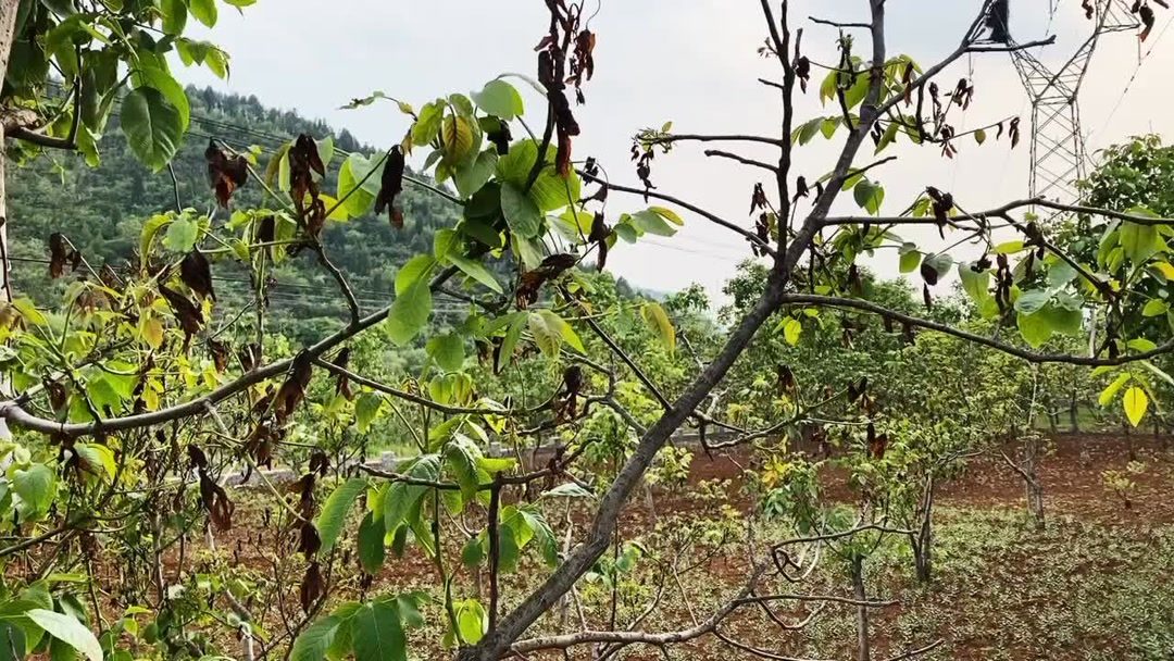 ...部分核桃树刚刚发的芽被冻死!预计今年核桃产量会减产,农民增收困难!