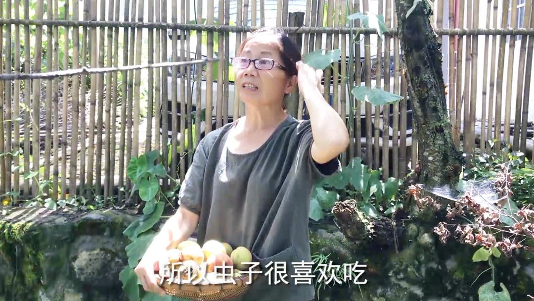 农村婆婆摘桃,从来没打过农药的桃子,等不到红透就要吃光了