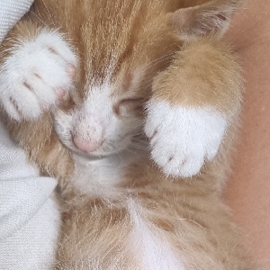 赏花赏月赏Up主 