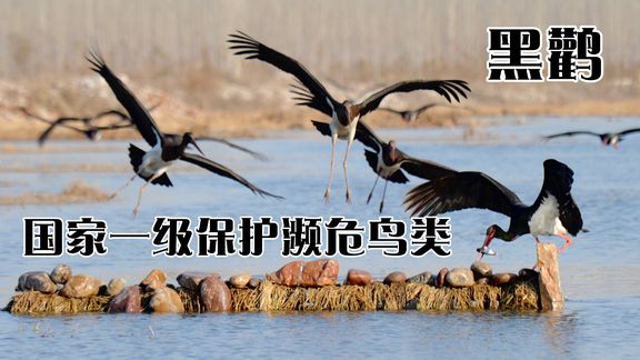 保护鸟类,保护野生动物,维护生态平衡,国家一级保护濒危鸟类