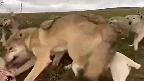 除了藏獒,这是我见过最厉害的狗了