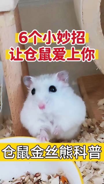 想成为仓鼠最喜欢的主人吗?这6个小妙招赶紧用起来!让你家仓鼠爱上你