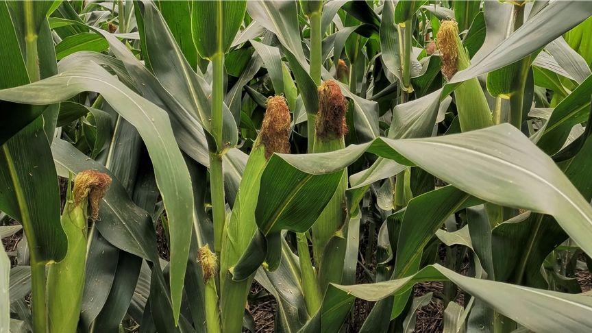 粮食安全和传统饮食文化背后的勤俭节约