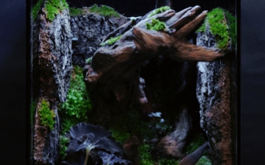 小型桌面雨林缸造景