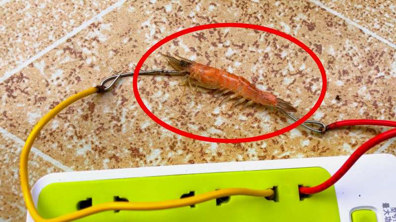 给“皮皮虾”做电疗,通上220V交流电,皮皮虾瞬间被烤熟