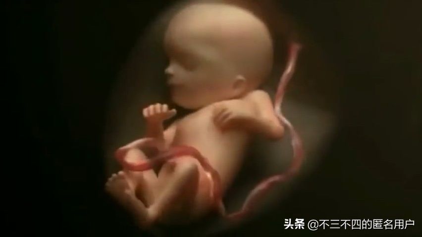 奇妙的生命形成-完整受精至胎儿形成过程