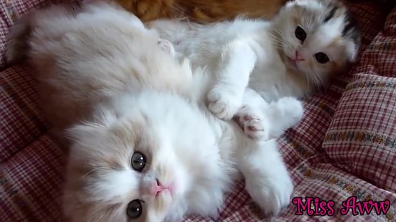 三只天真可爱的小猫咪,眼睛真漂亮