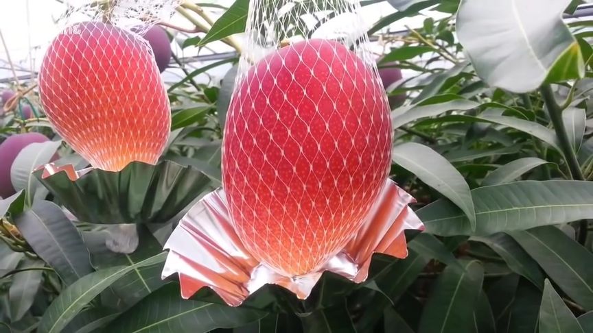 日本人的种植芒果提高质量的秘密技术