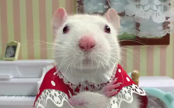 泰国沙雕戒烟广告:一只可怜的小白鼠…