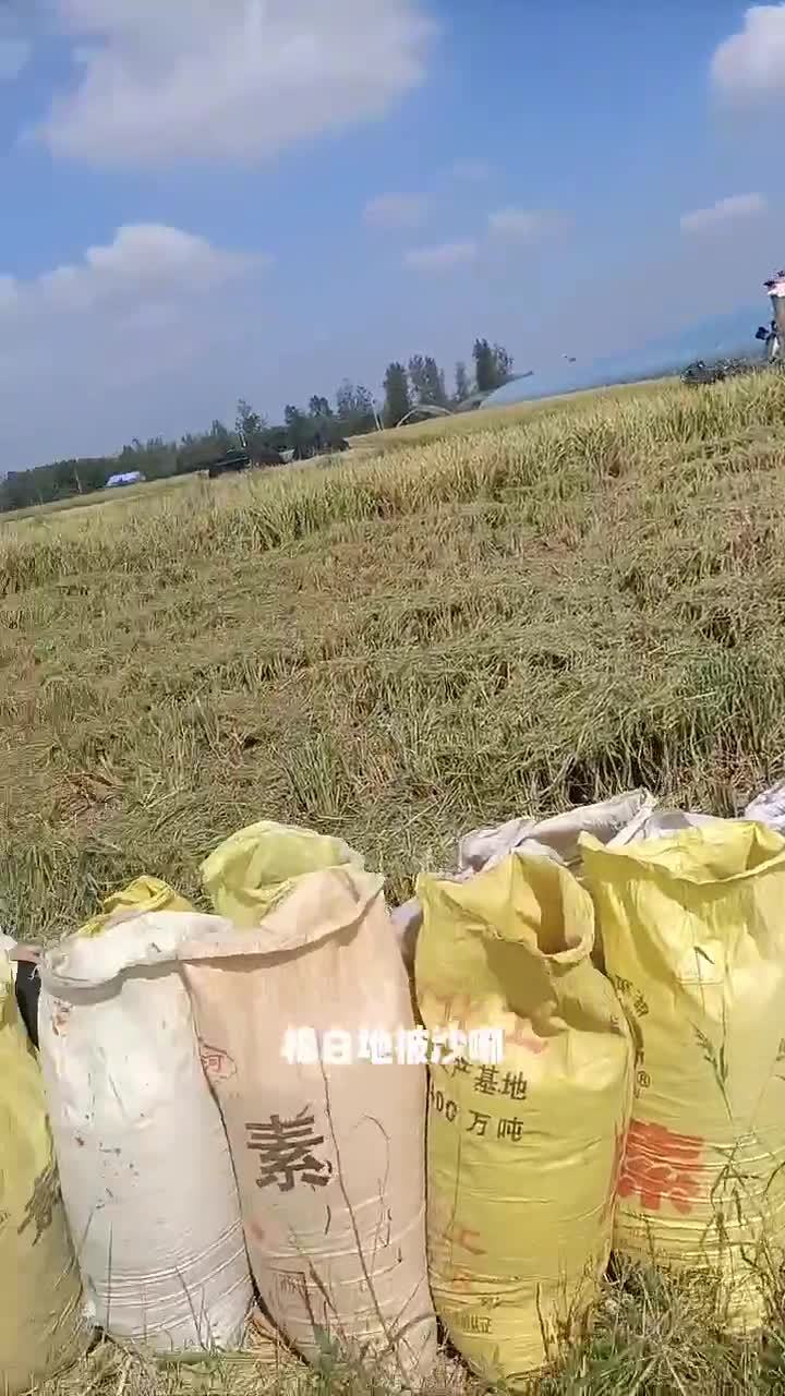 稻熟了,国庆到了快回来收稻子