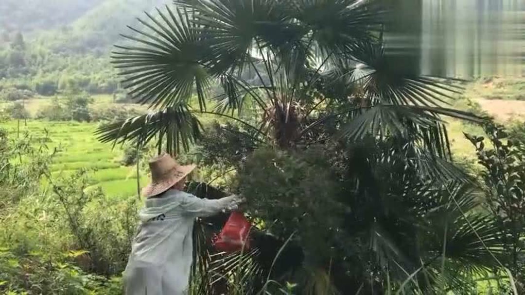 农村随处可见的棕树,用处真不少,花能炒肉结籽还能泡水喝