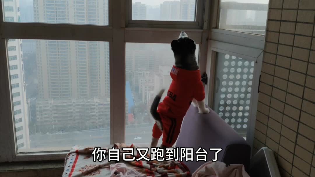 抗击肺炎:狗狗隔离在家憋坏了,每天都跑阳台看风景,一看半天